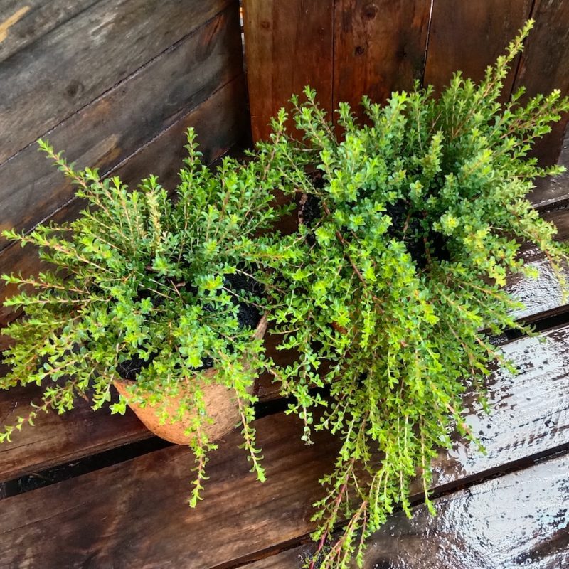Muntries - Kunzea pomifera - Kalamunda Plant Company