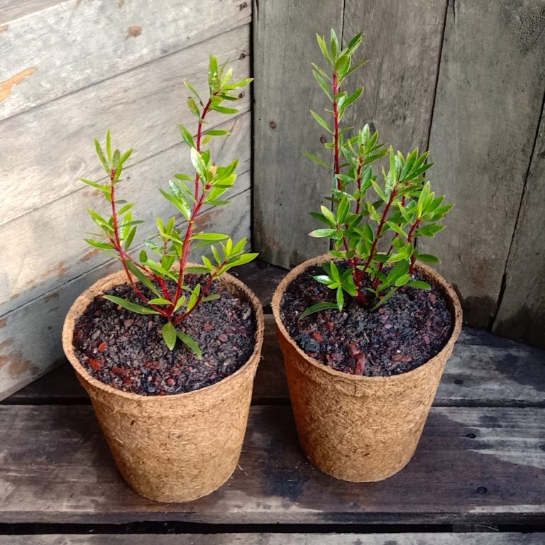 Tasmanian Pepperberry - Tasmannia lanceolata. Female. - Kalamunda Plant ...