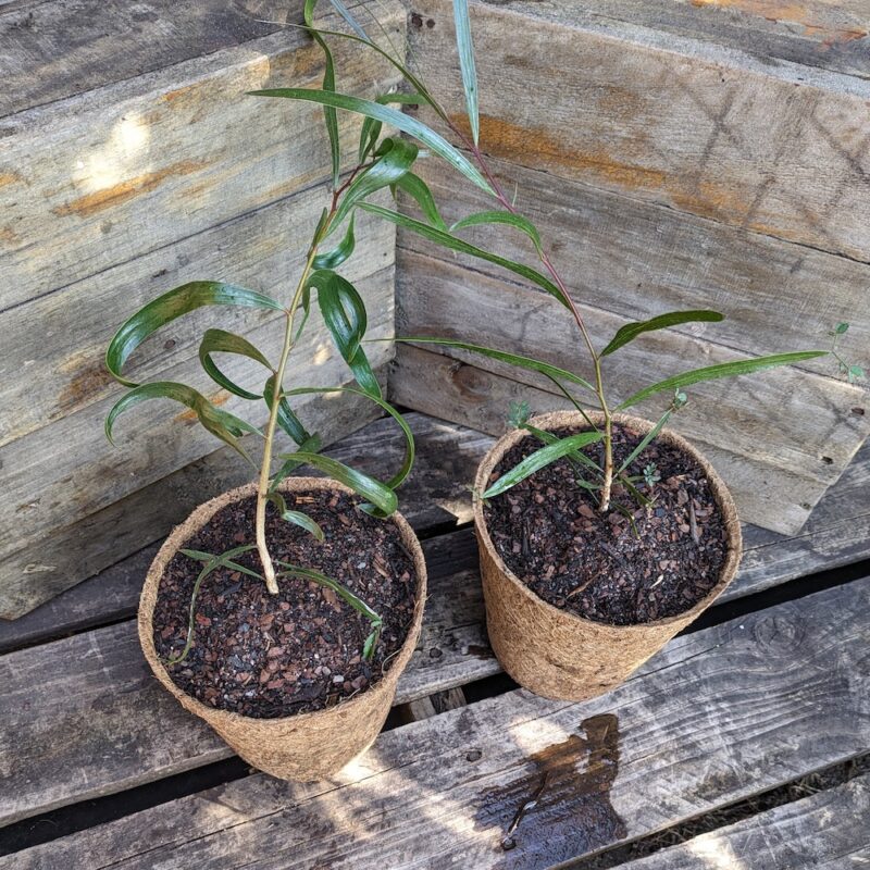 Raspberry Jam Tree - Acacia acuminata - Kalamunda Plant Company