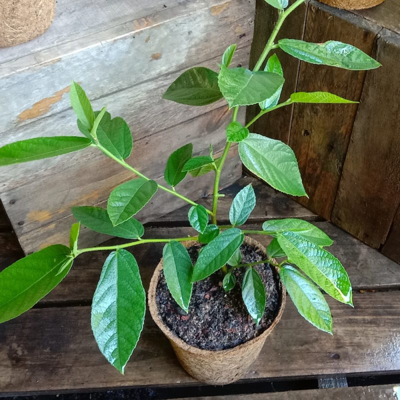 Sandpaper Fig - Ficus coronata - Kalamunda Plant Company