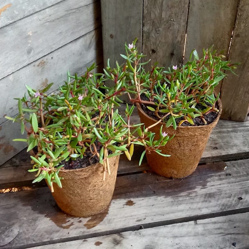 Ashitaba - Angelica keiskei koidzumi - Kalamunda Plant Company