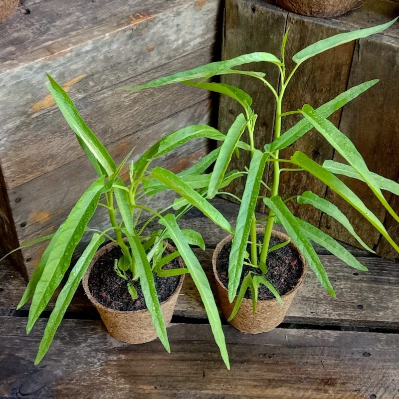 Vegetables Archives - Kalamunda Plant Company