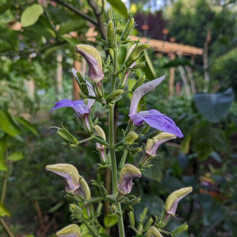 Sabrina Hahn Plants Archives - Kalamunda Plant Company