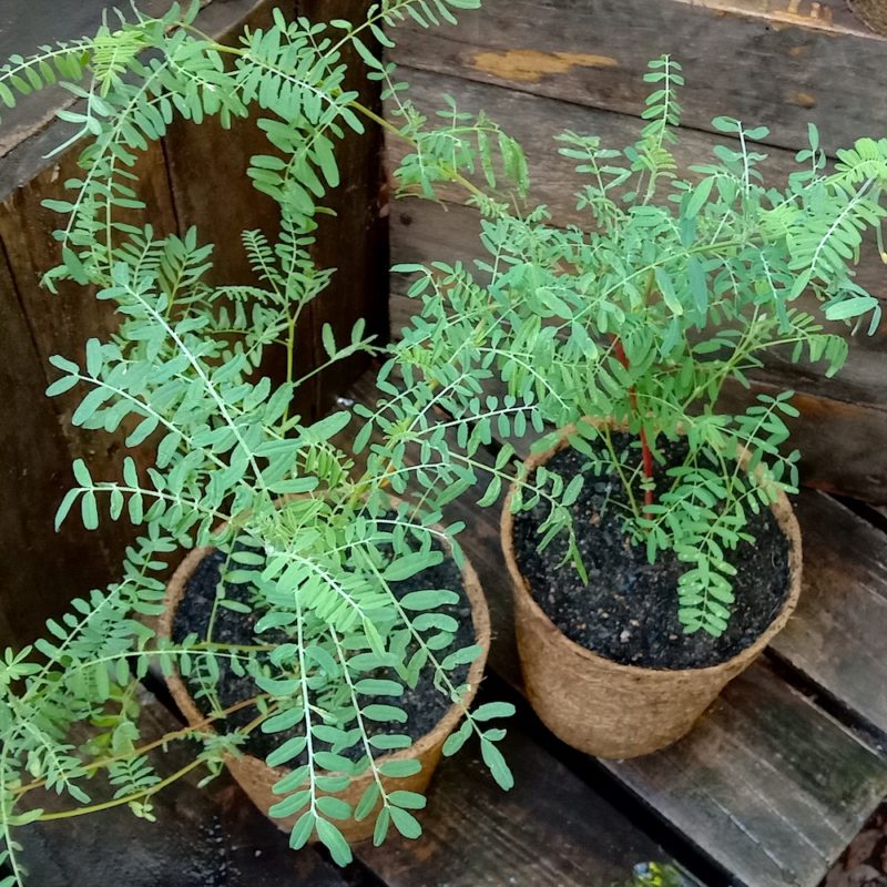 Cancer Bush - Sutherlandia frutescens - Kalamunda Plant Company