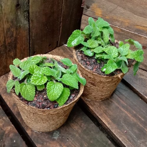 Lime Balm - Melissa officinalis ‘Lime’ - Kalamunda Plant Company