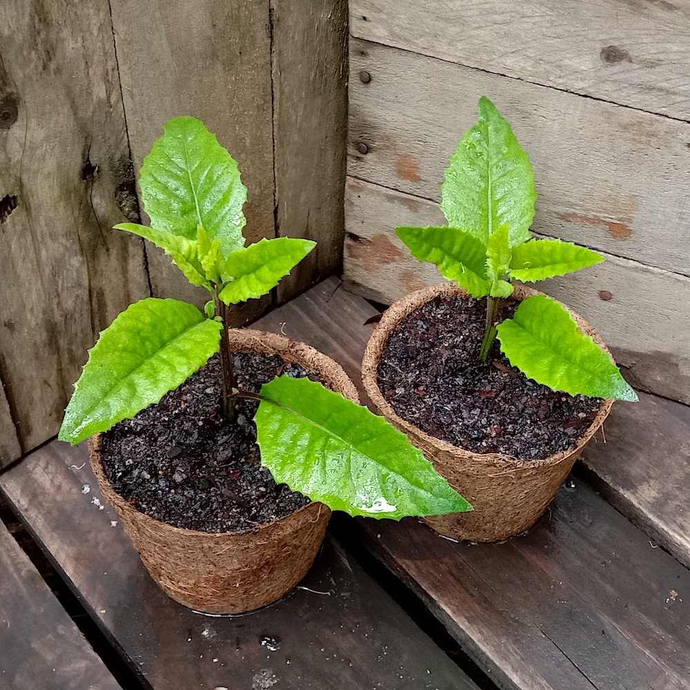 Kalamunda Plant Company – Medicinal, Culinary and Bush Food Plants