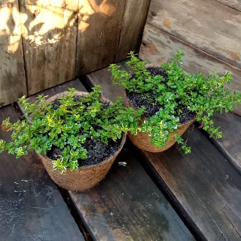 Thyme 'Variegated Lemon' - Thymus x citriodorus ‘Variegatus ...