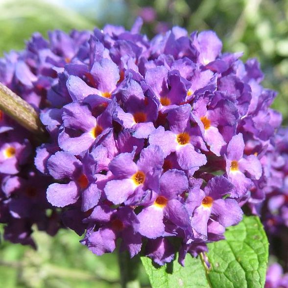 Sabrina Hahn Plants – Kalamunda Plant Company