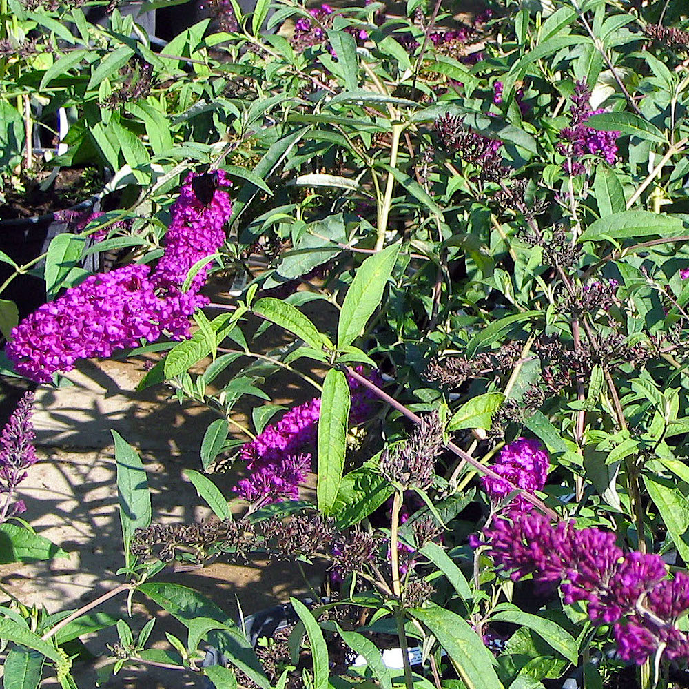 Sabrina Hahn Plants – Kalamunda Plant Company