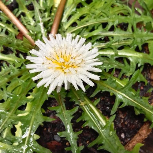 Chinese Dandelion - Taraxacum mongolicum - Kalamunda Plant Company