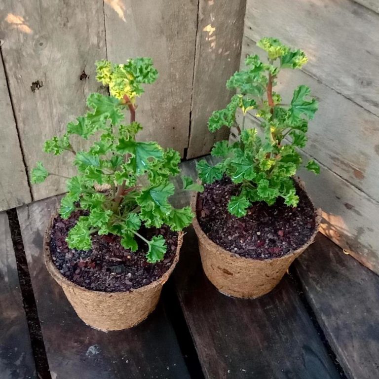 Geranium 'Lemon' - Pelargonium crispum - Kalamunda Plant Company