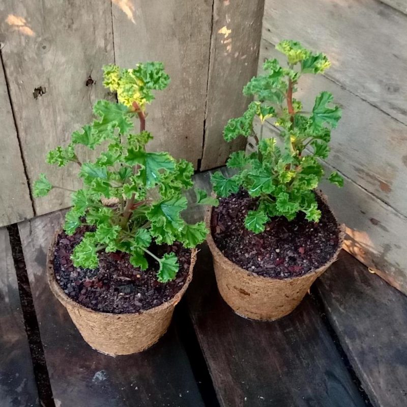 Geranium 'Lemon' - Pelargonium crispum - Kalamunda Plant Company