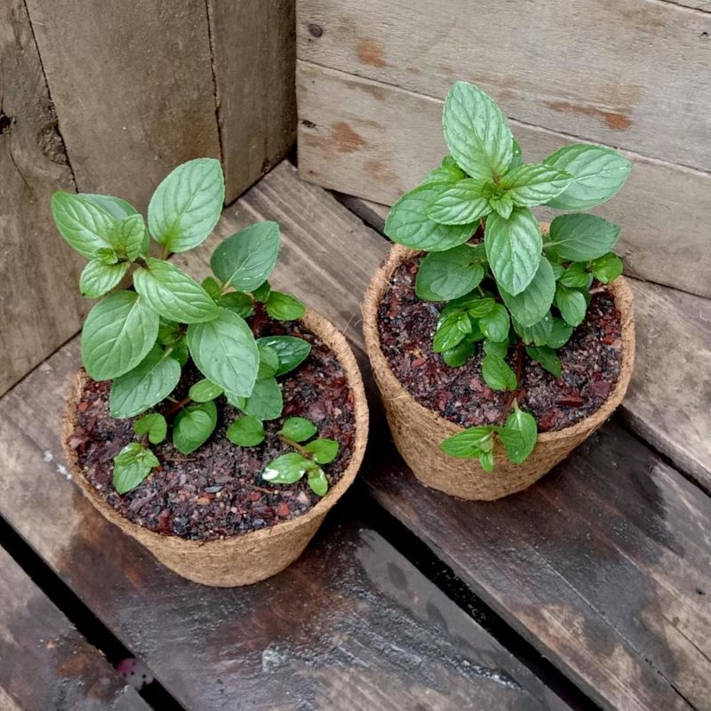 Ashitaba - Angelica keiskei koidzumi - Kalamunda Plant Company