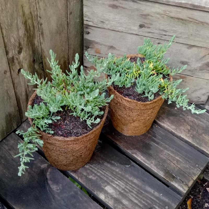Ruby Saltbush - Enchylaena tomentosa - Kalamunda Plant Company