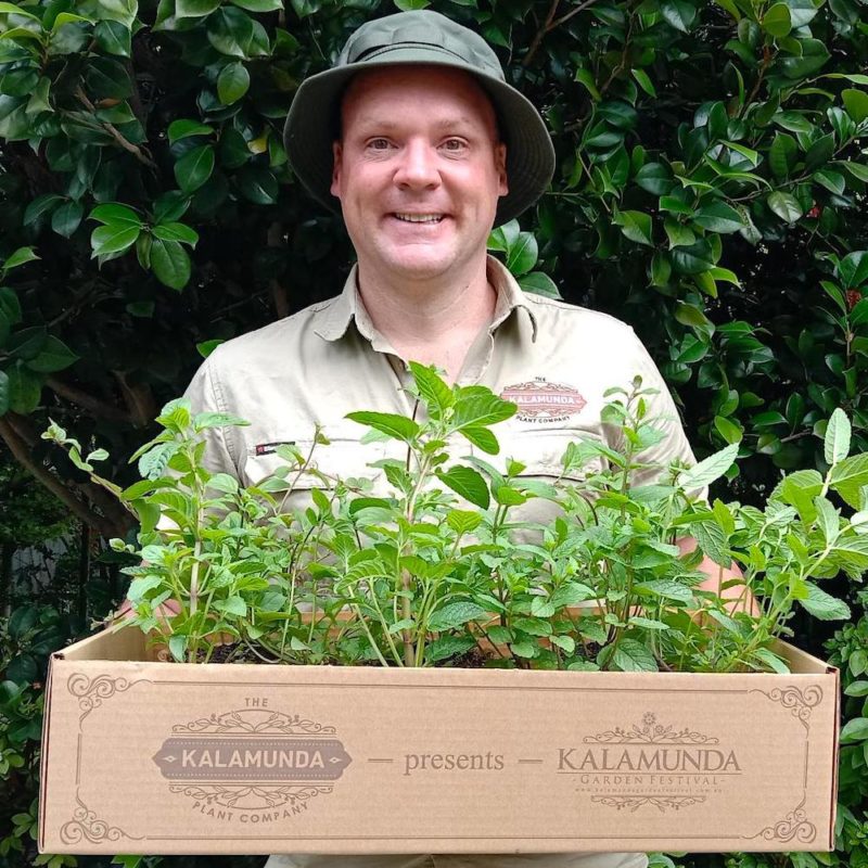 Mint Bundle - Kalamunda Plant Company