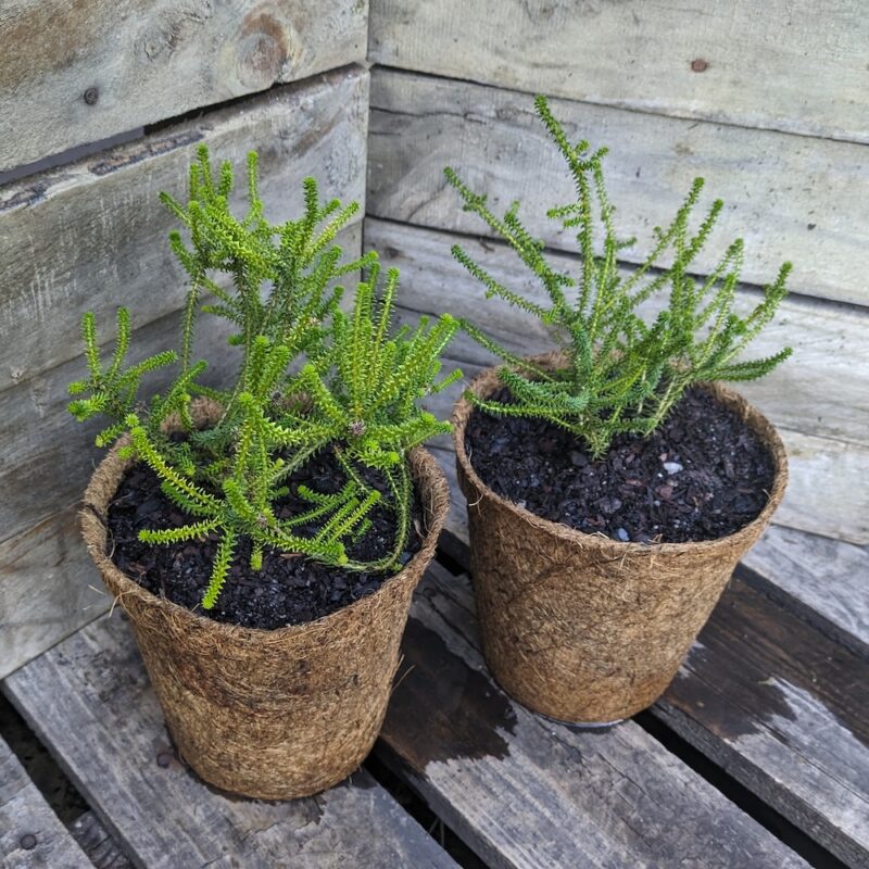 Youlk - Platysace deflexa - Kalamunda Plant Company