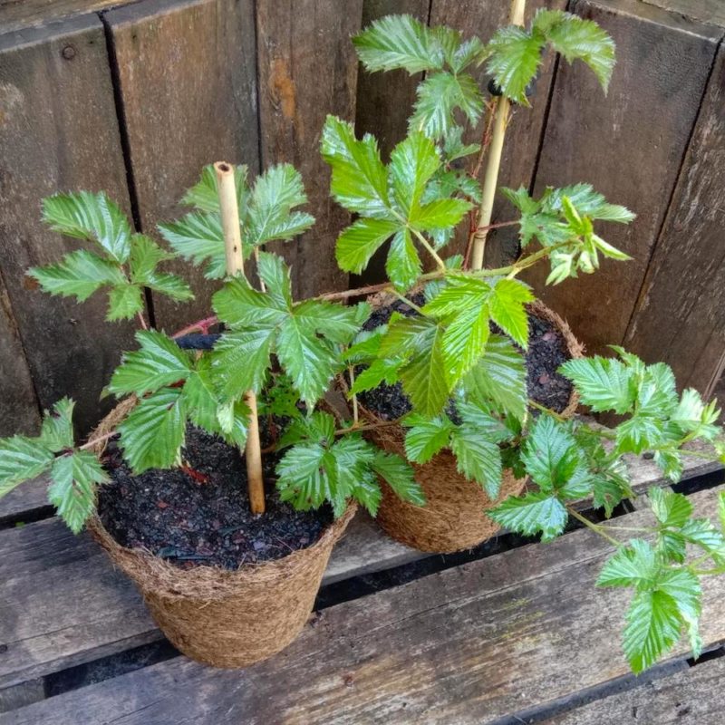 Youngberry 3.7L coir - Kalamunda Plant Company