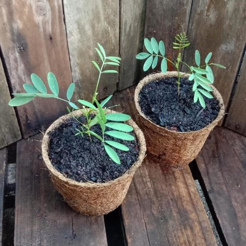 Australian Indigo - Indigofera australis - Kalamunda Plant Company
