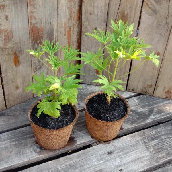 Geranium 'Lemon Sherbet' 1.1L coir - Kalamunda Plant Company