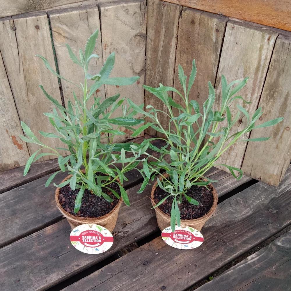 Sabrina Hahn Plants Archives - Kalamunda Plant Company