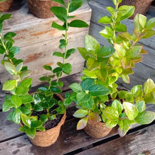 Home - Kalamunda Plant Company