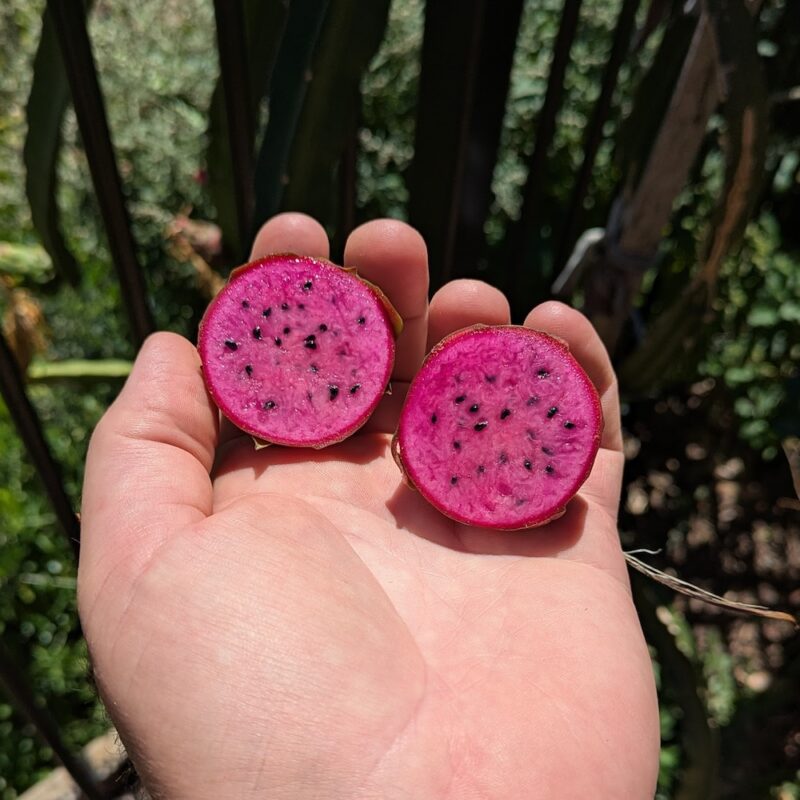 Dragon Fruit 'Malaysian Purple' - Kalamunda Plant Company