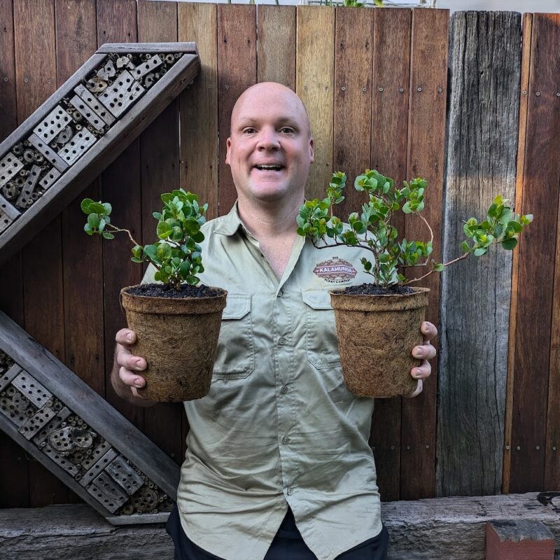 Caper Bush - Capparis spinosa - Kalamunda Plant Company