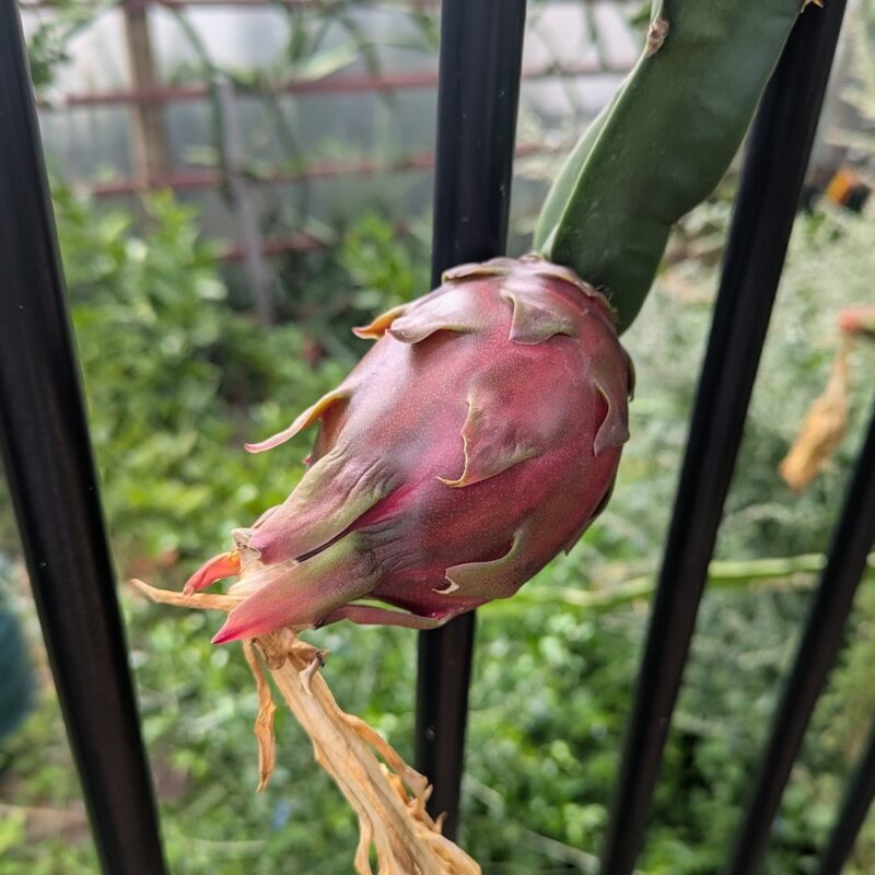 Dragon Fruit 'Pink Diamond' - Kalamunda Plant Company