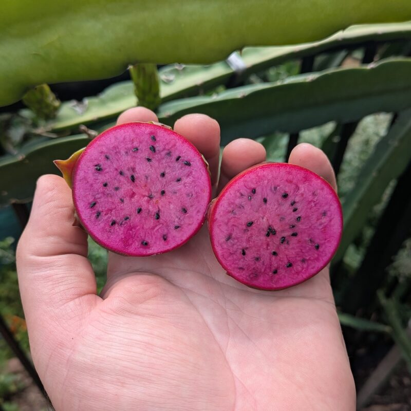 Dragon Fruit 'Pink Diamond' - Kalamunda Plant Company