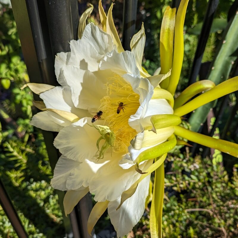 Fruits Archives - Page 2 of 2 - Kalamunda Plant Company