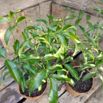 Small-leaved Tamarind - Diploglottis campbellii - Kalamunda Plant Company