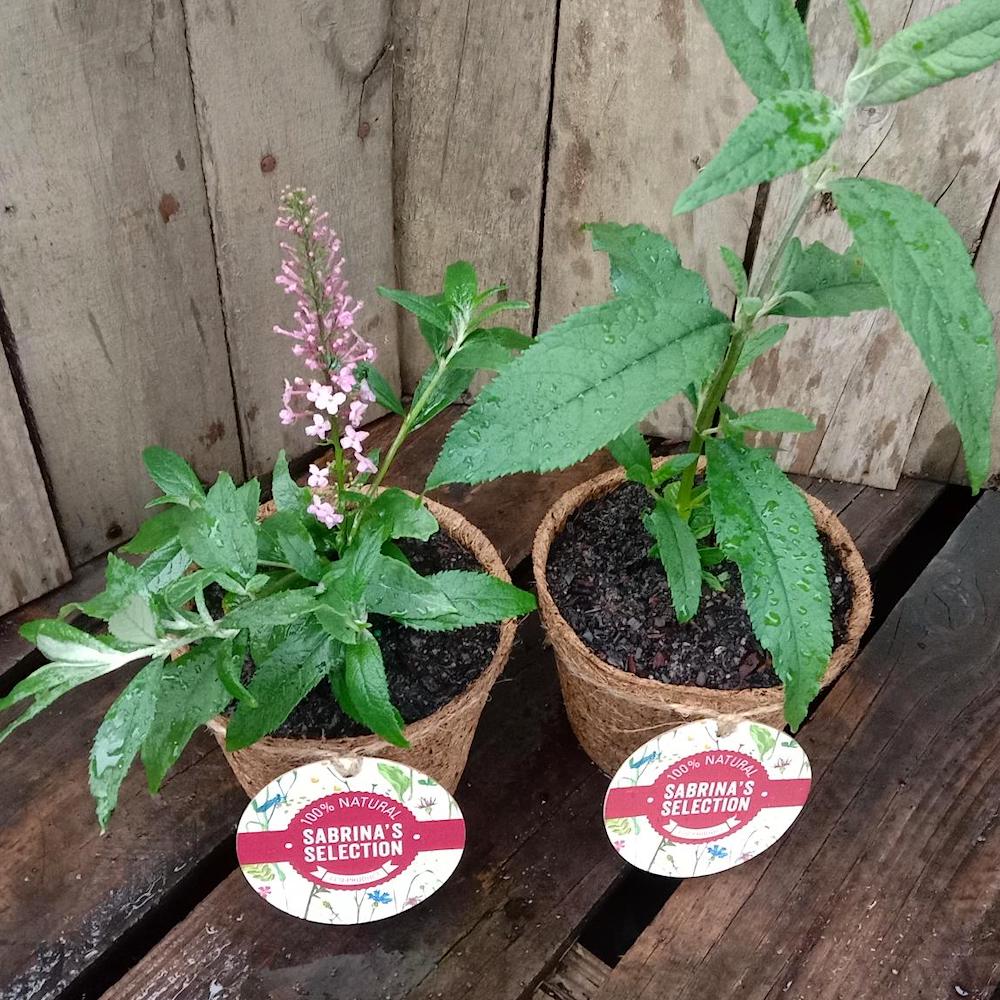 Sabrina Hahn Plants Archives - Kalamunda Plant Company