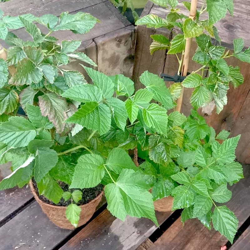 Raspberry Yellow 3.7L coir - Kalamunda Plant Company