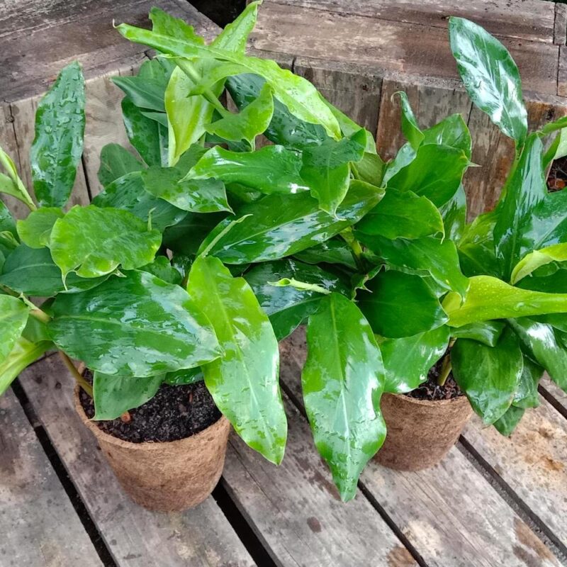 Cardamom - Elettaria cardamomum - Kalamunda Plant Company