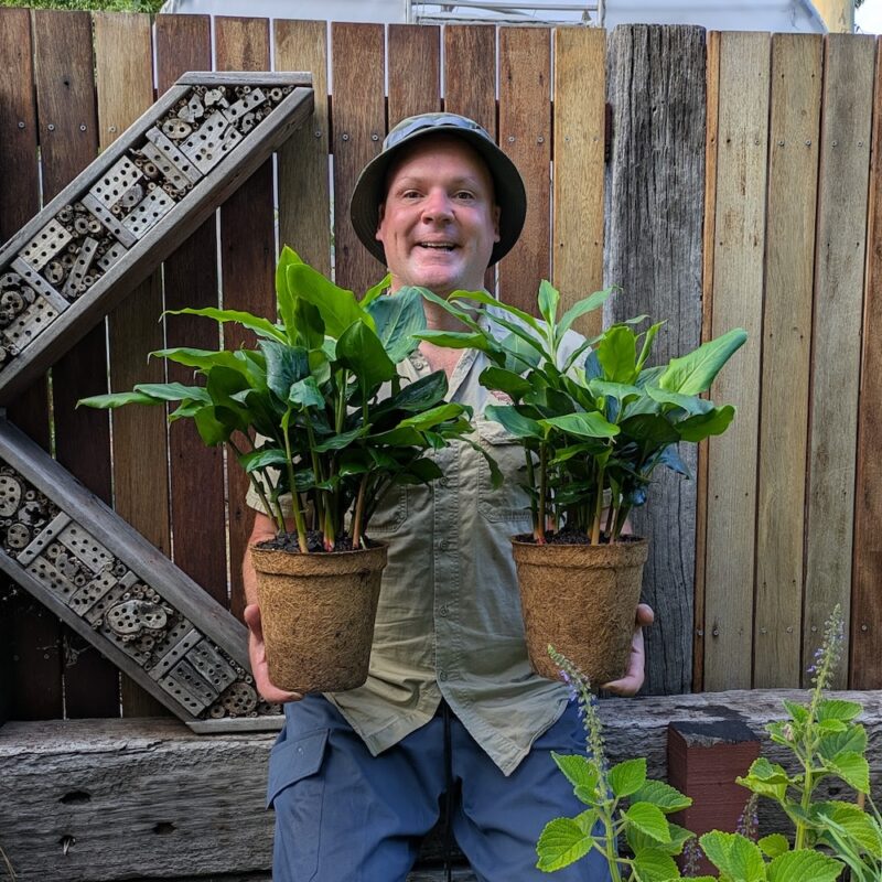 Cardamom - Elettaria cardamomum - Kalamunda Plant Company
