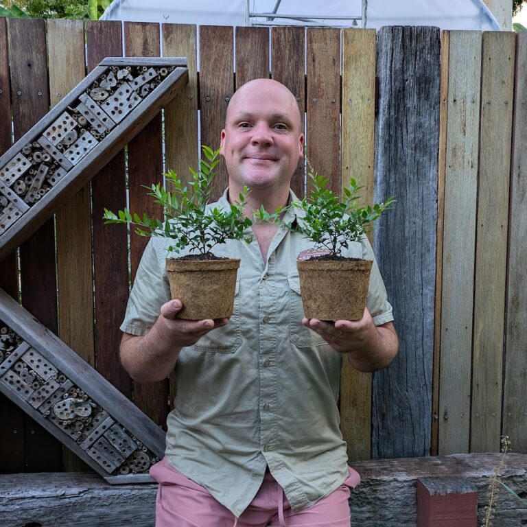 Midyim Berry - Austromyrtus dulcis - Kalamunda Plant Company