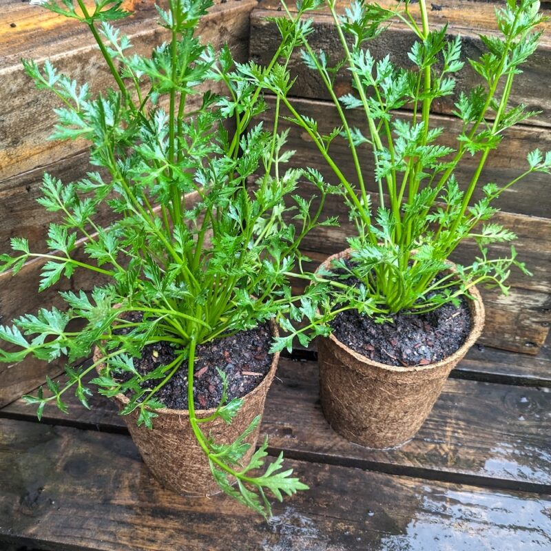 Sea Parsley - Apium prostratum var. prostratum - Kalamunda Plant Company