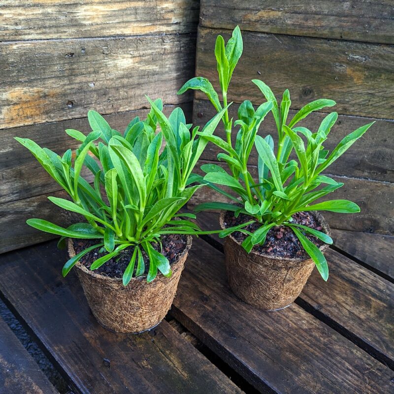 African Dream Herb - Silene capensis - Kalamunda Plant Company