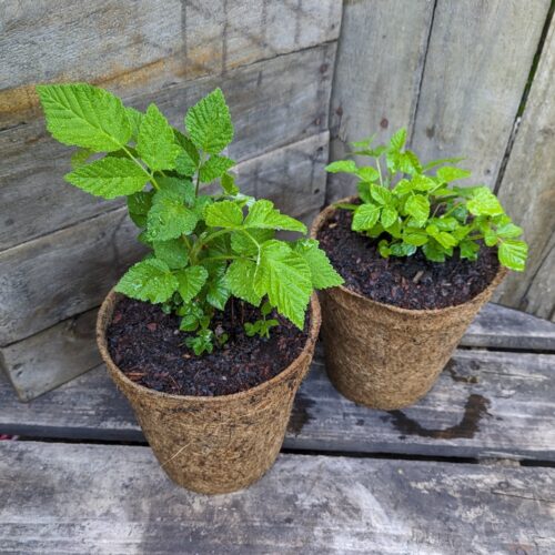 Yellow Raspberry - Rubus idaeus 'Yellow' - Kalamunda Plant Company