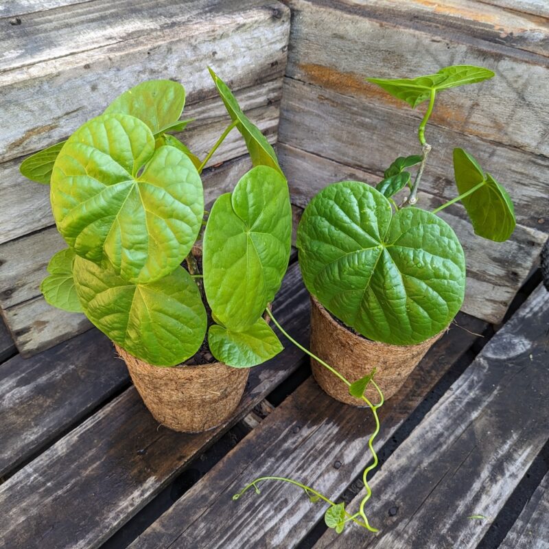 Giloy - Tinospora cordifolia - Kalamunda Plant Company