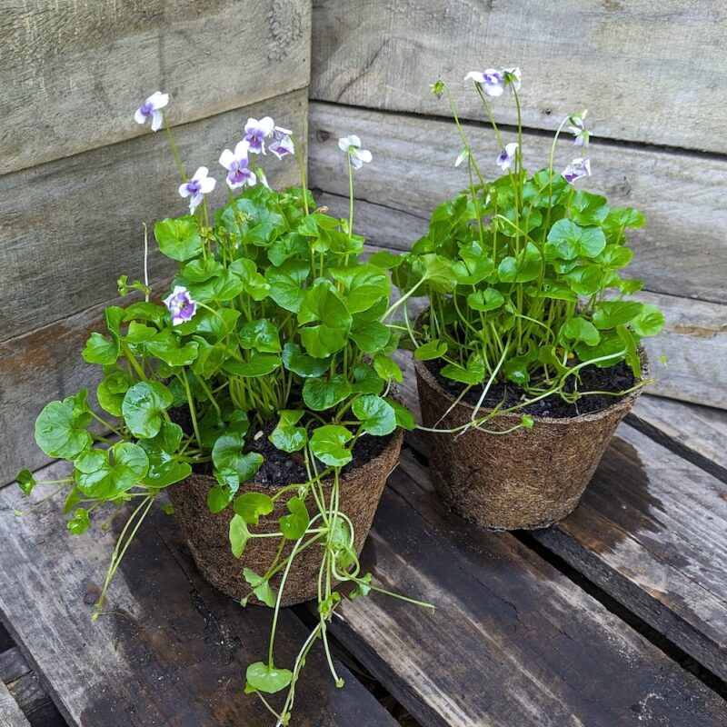 Native Violet - Viola hederacea - Kalamunda Plant Company