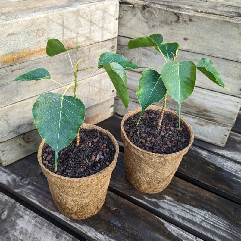 Bodhi Tree - Ficus religiosa - Kalamunda Plant Company