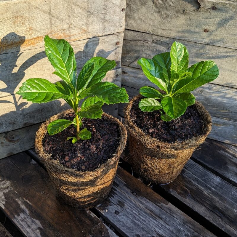 Sausage Tree - Kigelia africana - Kalamunda Plant Company