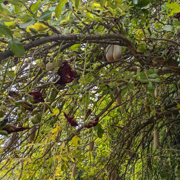 Sausage Tree - Kigelia africana - Kalamunda Plant Company