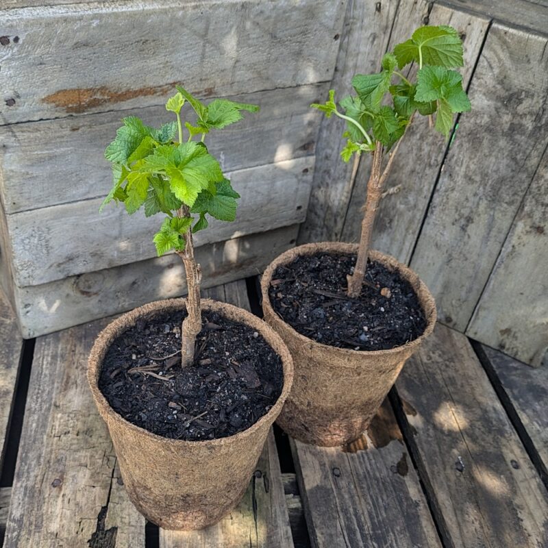 Black Currant - Ribes nigrum - Kalamunda Plant Company