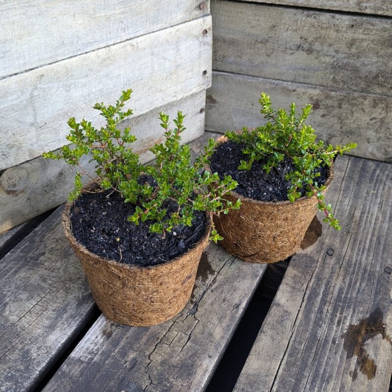 Muntries - Kunzea pomifera - Kalamunda Plant Company