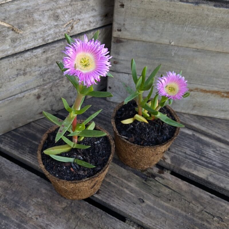 Coastal Pigface - Carpobrotus virescens - Kalamunda Plant Company