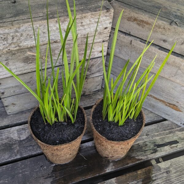 Sweet Flag - Acorus calamus var. americanus - Kalamunda Plant Company