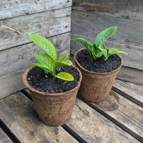 Comfrey 'Bocking 14' - Symphytum x uplandicum - Kalamunda Plant Company