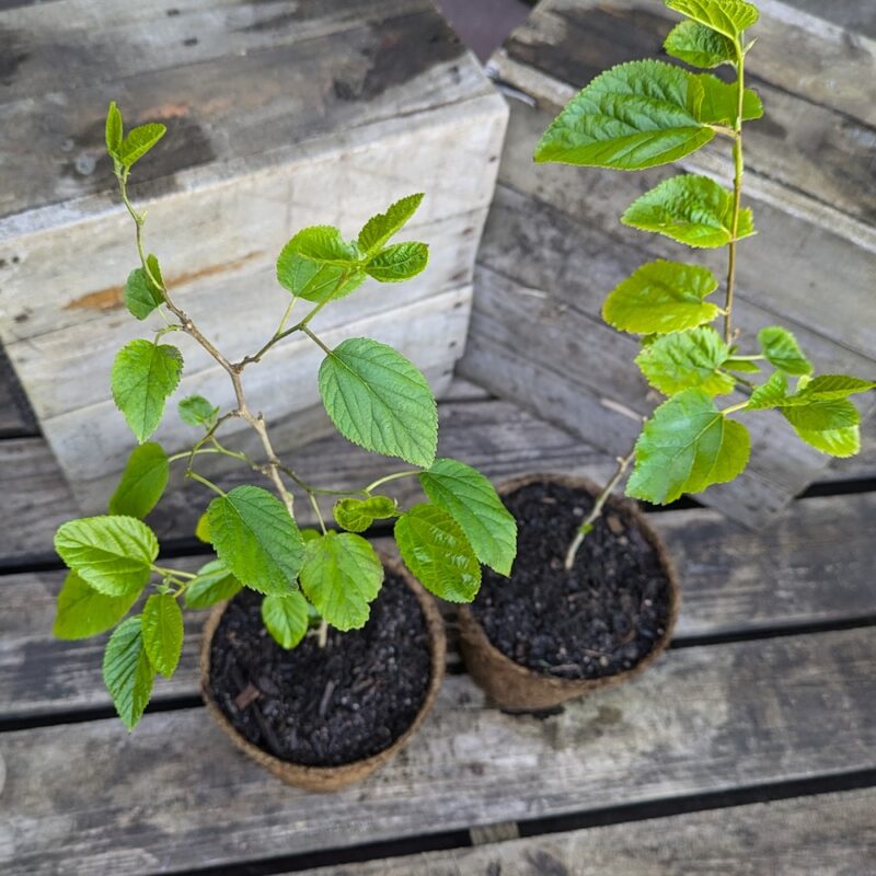 White Mulberry - Morus alba - Kalamunda Plant Company